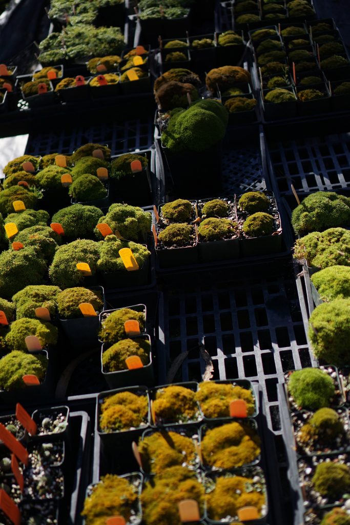 Darker Than Green | San Francisco Botanical Garden