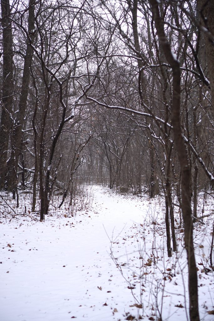 Darker Than Green | LaBagh Woods